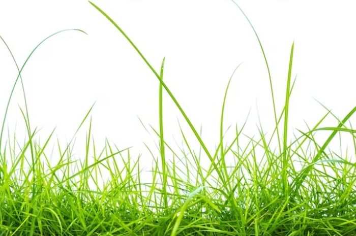 Panduan Praktis Cara Mencabut Rumput dengan Cepat, Halaman Rumah Jadi ...