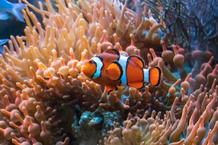 Apakah Ikan Badut dan Ikan Nemo Sama? Ini Faktanya - Bobo