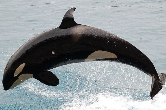 Paus Orca Bernama Riptide Pecahkan Rekor Berenang Terjauh, Berapa ...