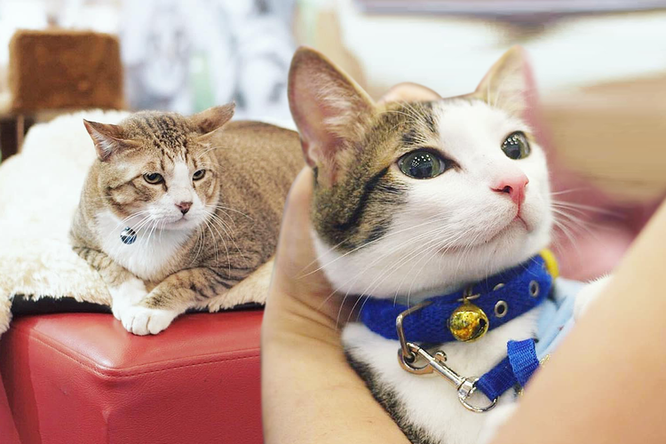 Berita Peduli Kucing Terbaru Hari Ini - Bobo