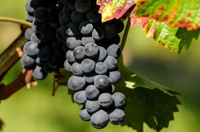 Simak 3 Cara Merawat Tanaman Anggur yang Mudah Dilakukan, Apa Saja? - Kids