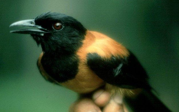 7 Fakta Unik Burung Hooded Pitohui, Burung Beracun Pertama di Dunia ...