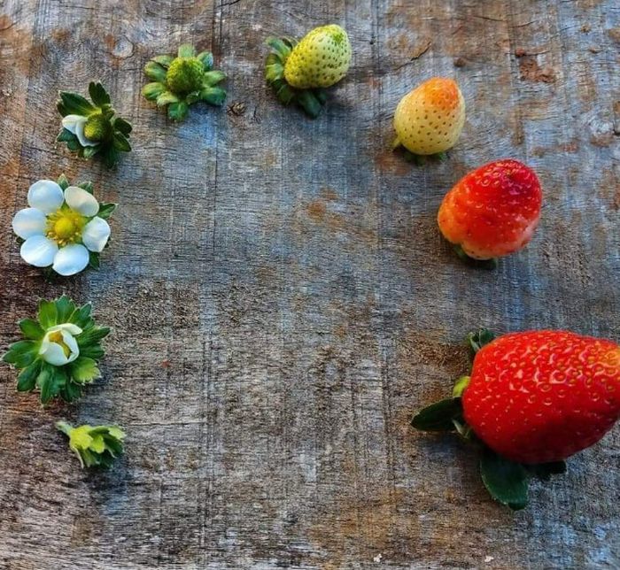 Keren! Inilah Berbagai Siklus Hidup Tumbuhan, dari Bunga yang Cantik ...