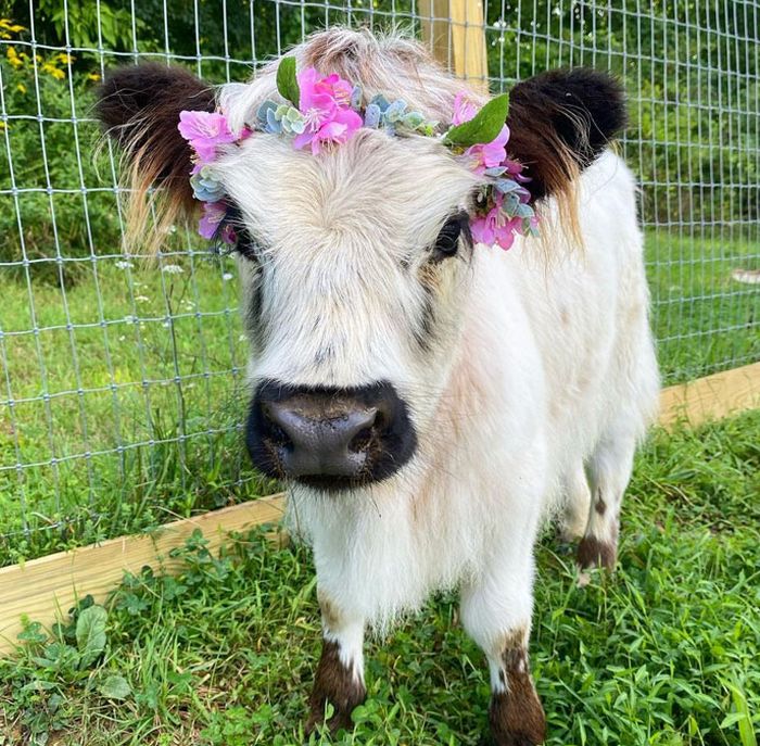 Enggak Kalah dengan Hewan Favorit Kebanyakan, Ini 10 Potret Anak Sapi ...