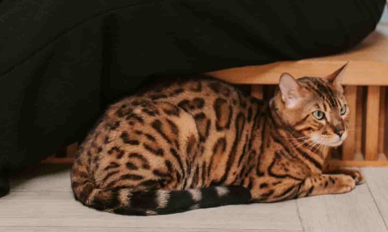 Kucing Hutan Jinak