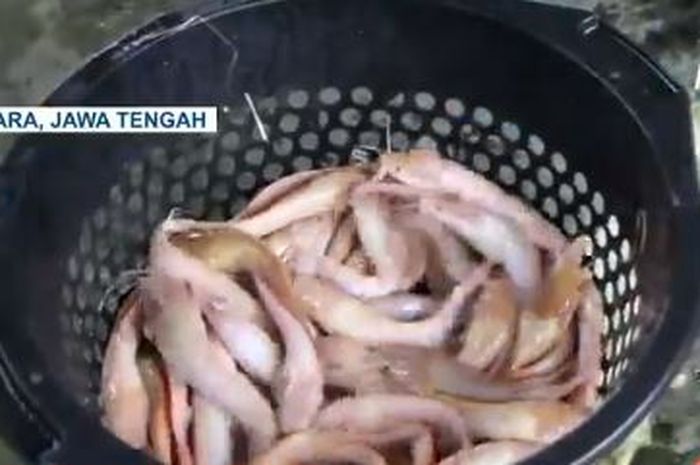 Unik dan Lucu! Inilah Lele Barbie, Lele Berwarna Pink yang ...