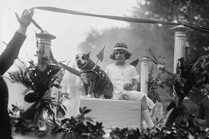 Sersan Stubby, Anjing yang Jadi Pahlawan Militer AS dalam Sejarah ...
