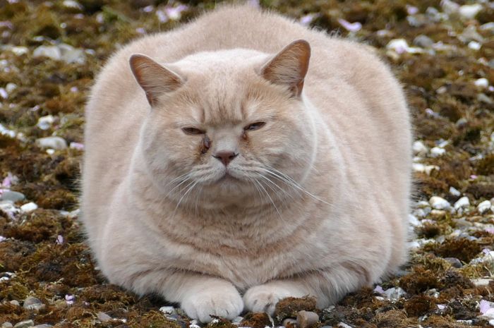 Enggak Hanya Badan Gemuk, Inilah Tanda Lainnya Kucing Obesitas yang ...