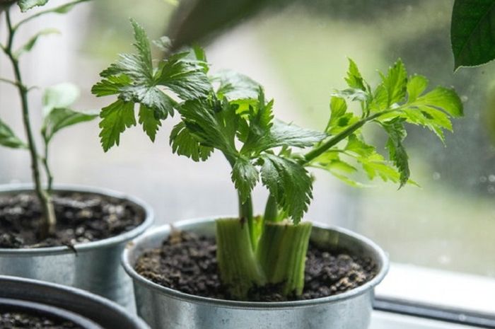 Nyesel Baru Tahu Sekarang! Ternyata Seledri Miliki Sederet Manfaat ...