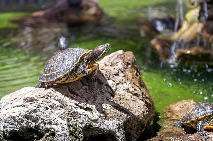 Artis Cantik Ini Disebut Anak Indigo Dijaga 3 Khodam Hingga Hidupnya ...