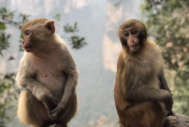 Turis Berkurang Akibat Corona Sebabkan Ratusan Monyet di Thailand ...