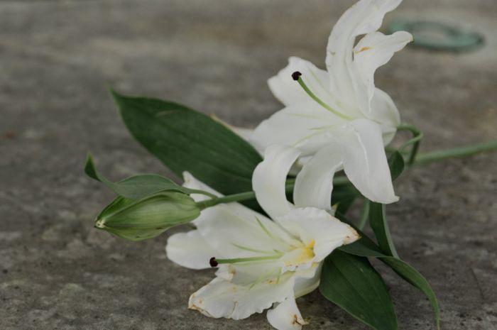 3 Arti Mimpi Bunga Lili, Menandakan Adanya Ketulusan atau Sebaliknya ...