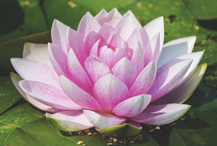 Enggak Cuma Cantik, 5 Bunga Ini Juga Disebut Bisa Bawa Keberuntungan ...