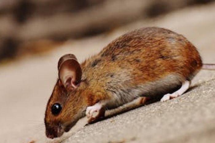 Cara Menghilangkan Bau Bangkai Tikus yang Membekas di Rumah, Cek Moms ...