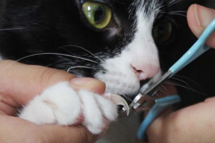 Harus Tahu! 3 Cara Ini Bisa Bikin Kucing Tetap Tenang Saat Potong Kuku ...