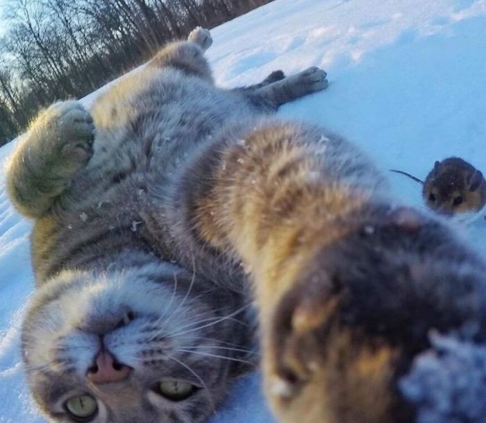 Curi Perhatian Cat Lovers, 10 Kucing Menggemaskan Ini Berfoto Selfie ...