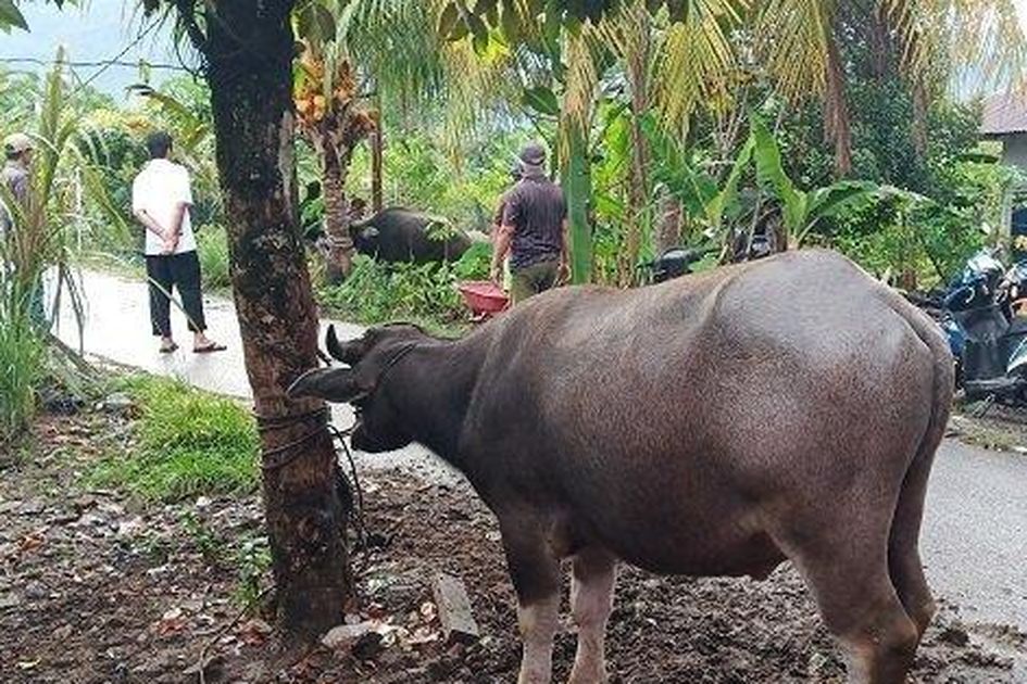 Berita Kerbau Ngamuk Terbaru Hari Ini - Grid.ID