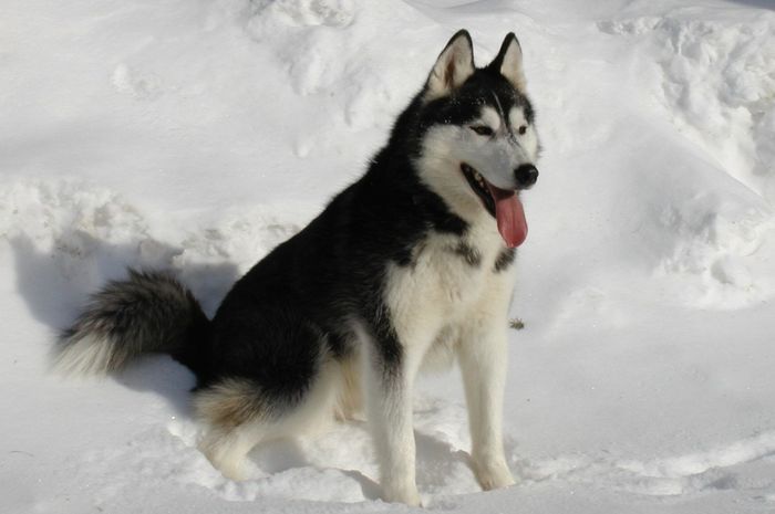 Alasan di Balik Mata Biru Anjing Siberian Husky, Ini Penjelasannya - Kids