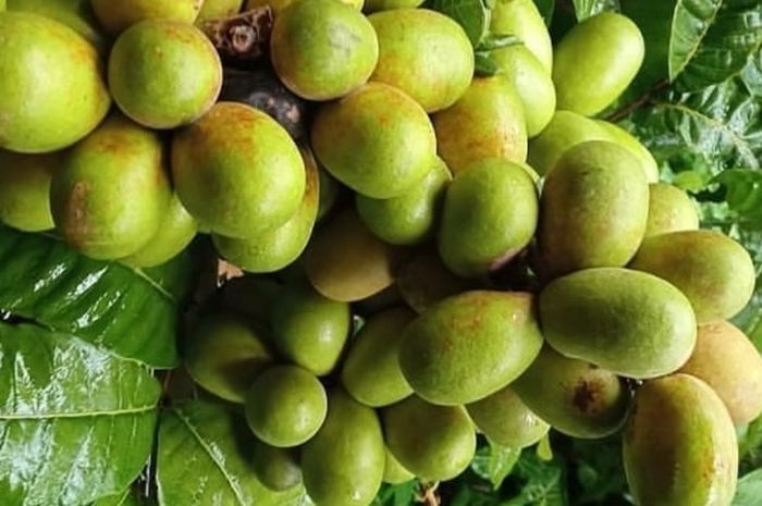 Masih Jarang Diketahui Orang, Buah Matoa Diam-diam Bisa Bikin Paras ...