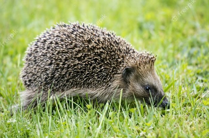 Nyesel karena Baru Tahu Sekarang, Daging Landak Ternyata Menyimpan ...