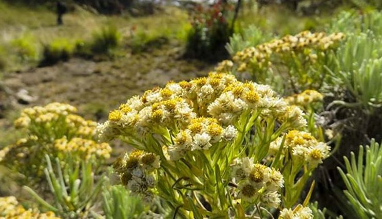 Fakta Bunga Edelweis Tidak Boleh Dipetik, Kalau Ngeyel Bisa Nyesel ...