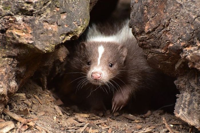10 Fakta Menarik Sigung, Hewan yang Terkenal dengan Bau Busuknya ...