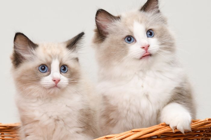 Ras Kucing Paling Besar dan 5 Fakta Kucing Ragdoll yang Bikin Gemas ...