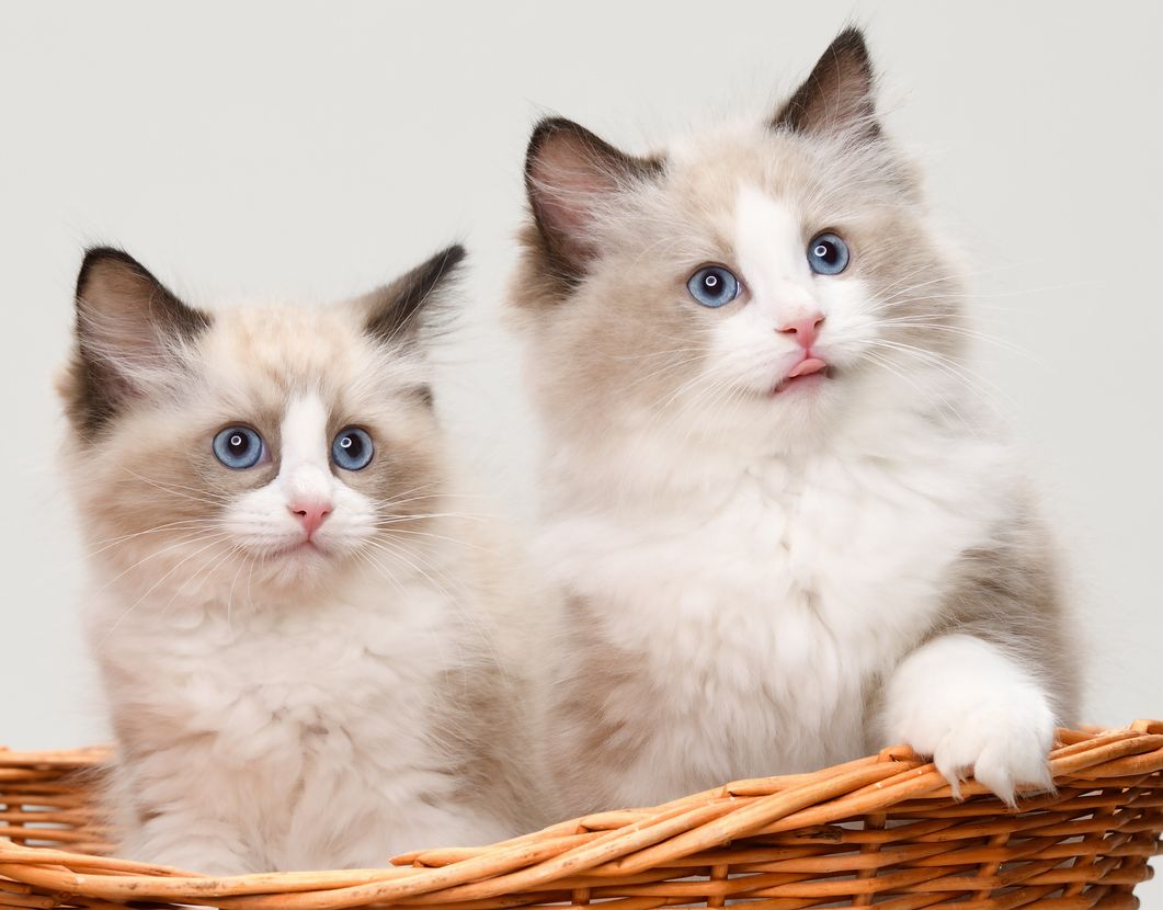 Ras Kucing Paling Besar dan 5 Fakta Kucing Ragdoll yang Bikin Gemas ...