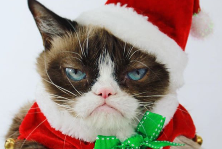 Grumpy Cat, Kucing Berwajah Pemarah yang Dicintai Banyak Orang - Kids
