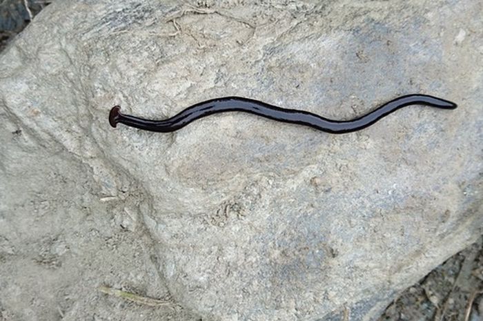 Hammerhead Worm, Cacing Kanibal yang Bisa Merugikan Umat Manusia - Kids