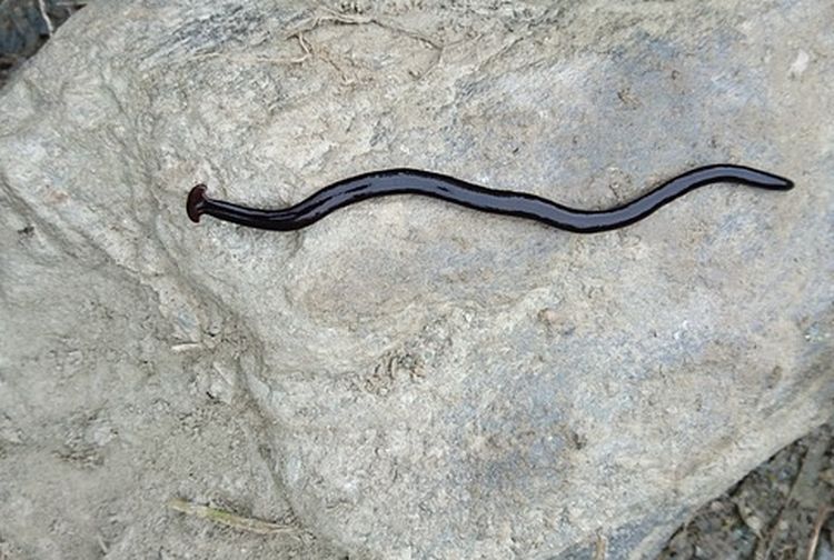 Hammerhead Worm, Cacing Kanibal yang Bisa Merugikan Umat Manusia - Kids
