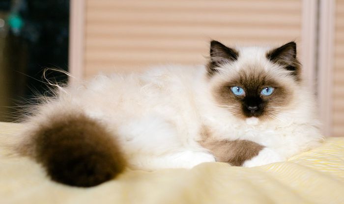 Super Cute! Ini Dia Ras Kucing Paling Menggemaskan di Dunia - Semua ...