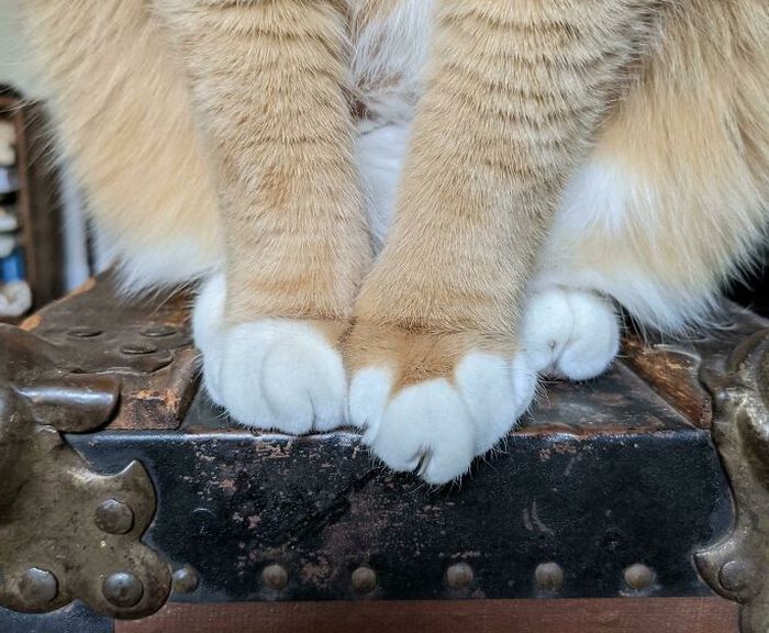 Selalu Bikin Gemas yang Lihat, Inilah 10 Potret 'Paw' Kucing yang ...