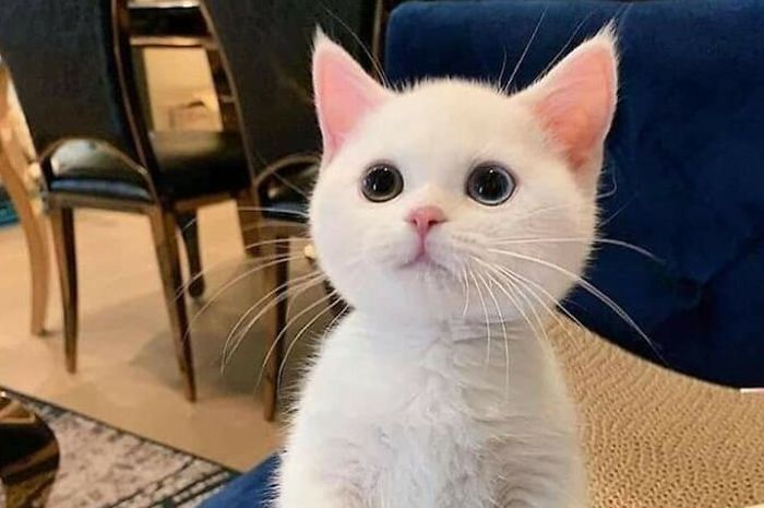 Punya Tubuh Mungil dan Tingkah Lucu, Begini 10 Potret Anak Kucing yang ...