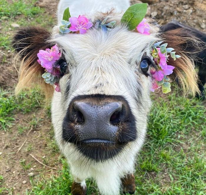 Enggak Kalah dengan Hewan Favorit Kebanyakan, Ini 10 Potret Anak Sapi ...