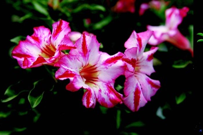 Punya Kekuatan Mistis Positif sebagai Pembawa Rezeki, Yuk Kenali Aneka ...