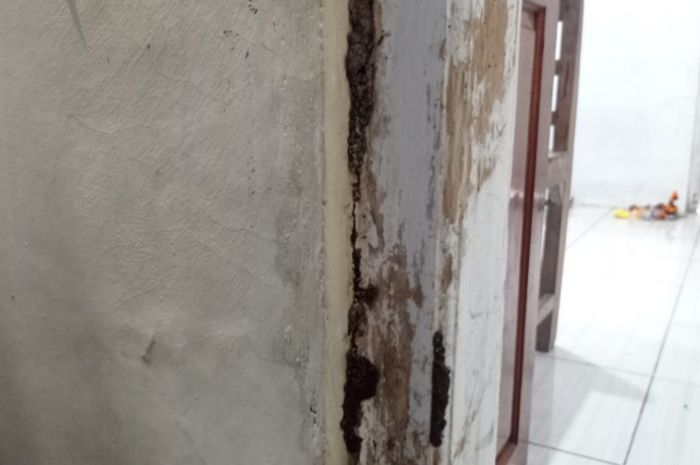 Cara Mengatasi Rayap Tanah di Rumah, Dijamin Aman dan Efektif - Nakita