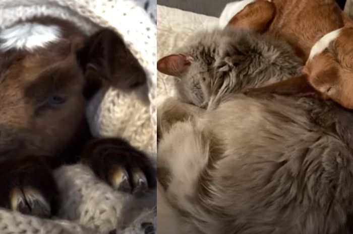 Menggemaskan, Anak Kambing Ini Berpikir Dirinya adalah Kucing - Bobo