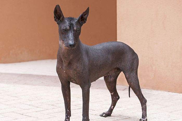 Jarang Orang Punya, Inilah 5 Ras Anjing Paling Langka di Dunia - Semua ... Jarang Orang Punya, Inilah 5 Ras Anjing Paling Langka di Dunia - Semua ...