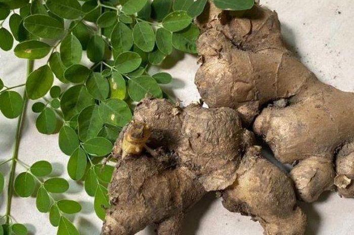 Beli di Pasar Gak Sampe Rp 10 Ribu, Cuma Geprek Jahe dan Daun Kelor ...