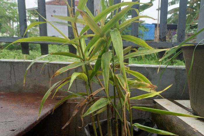 Buat Tampilan Kembali Cantik Kenali Penyebab Dan Cara Mengatasi Daun