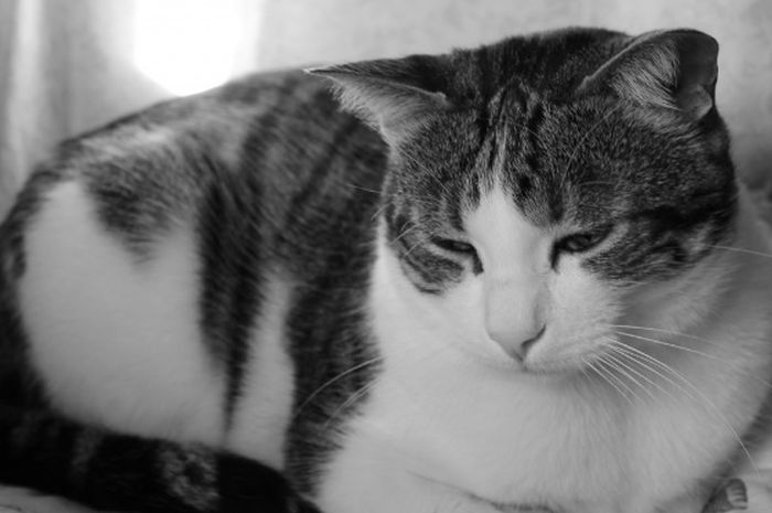 Bukan Tanpa Alasan, Inilah Penyebab dan Tanda Kucing Sedih yang Wajib ...