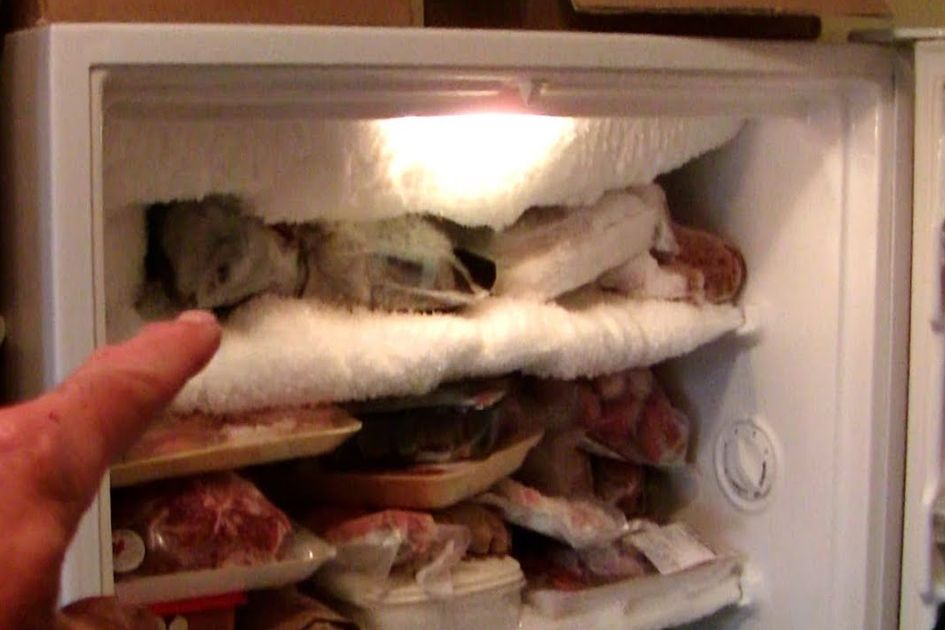 Berita Bunga Es Di Freezer Cepat Muncul Terbaru Hari Ini - Sajian Sedap